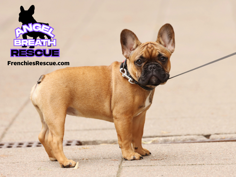 French Bulldog Rescue | Adopt, Foster & Save Lost Frenchies